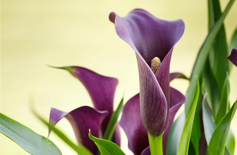 Die Top 8 der Winterblumen - da blüh ich auf